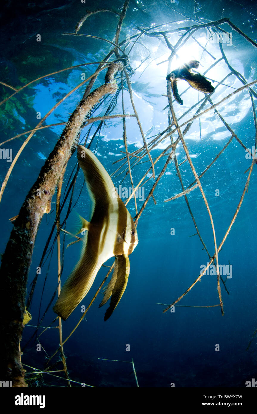 Tail fin batfish hi-res stock photography and images - Alamy
