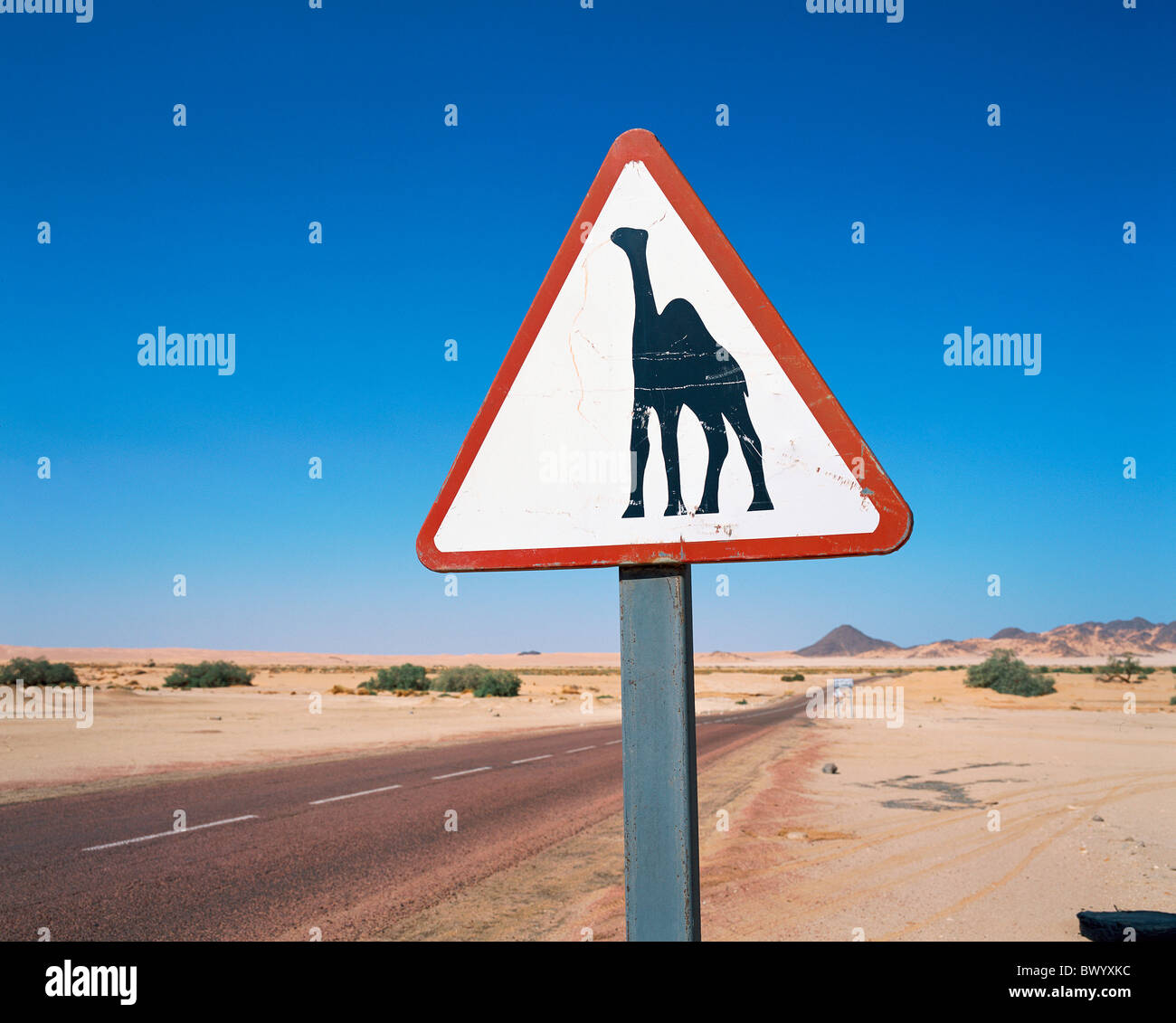 Algeria animals hi-res stock photography and images - Alamy