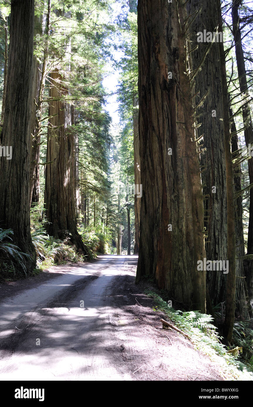 Redwoods National Park, California, USA Stock Photo - Alamy