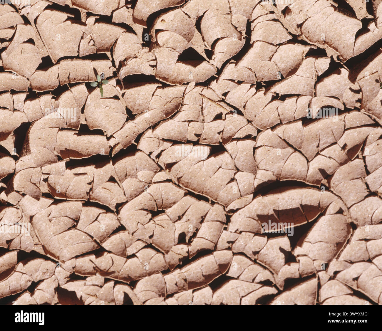 Algeria Africa North Africa dried out dryness loam Sahara mud slime ...