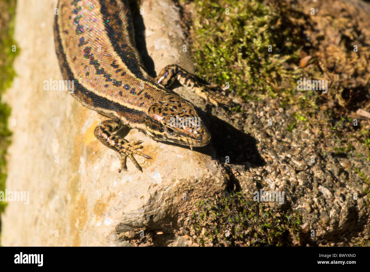 Spider eating lizard hi-res stock photography and images - Alamy