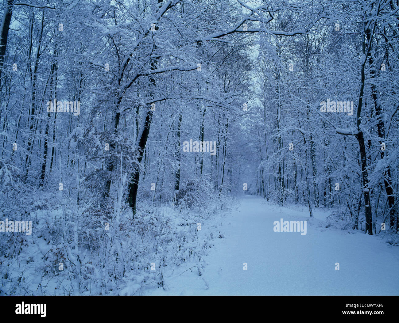 blue mood nature scenery landscape snow snowy trees untouched way ...