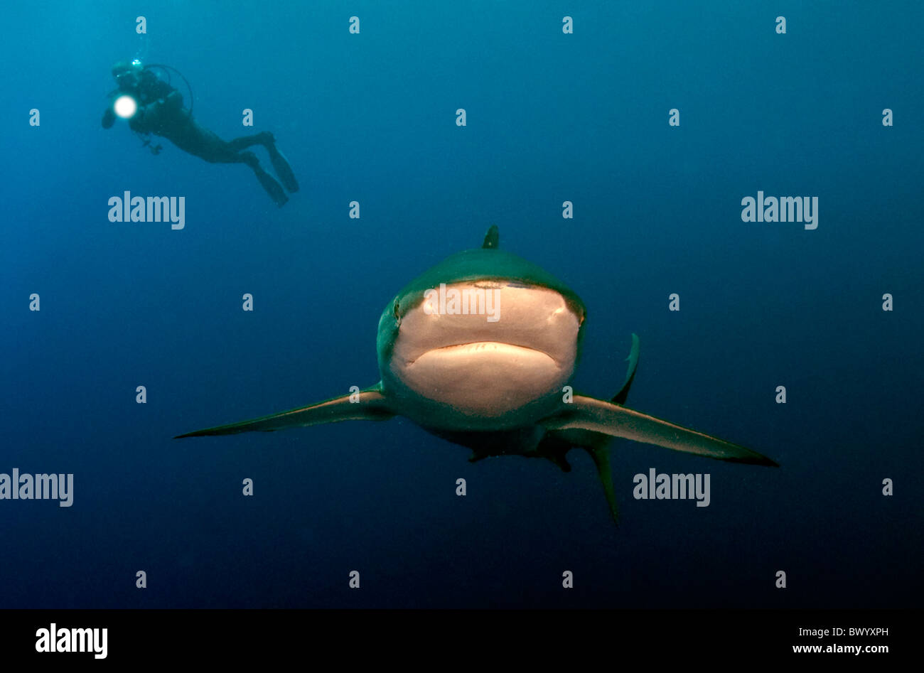 Carcharhinus falciformis teeth hi-res stock photography and images - Alamy