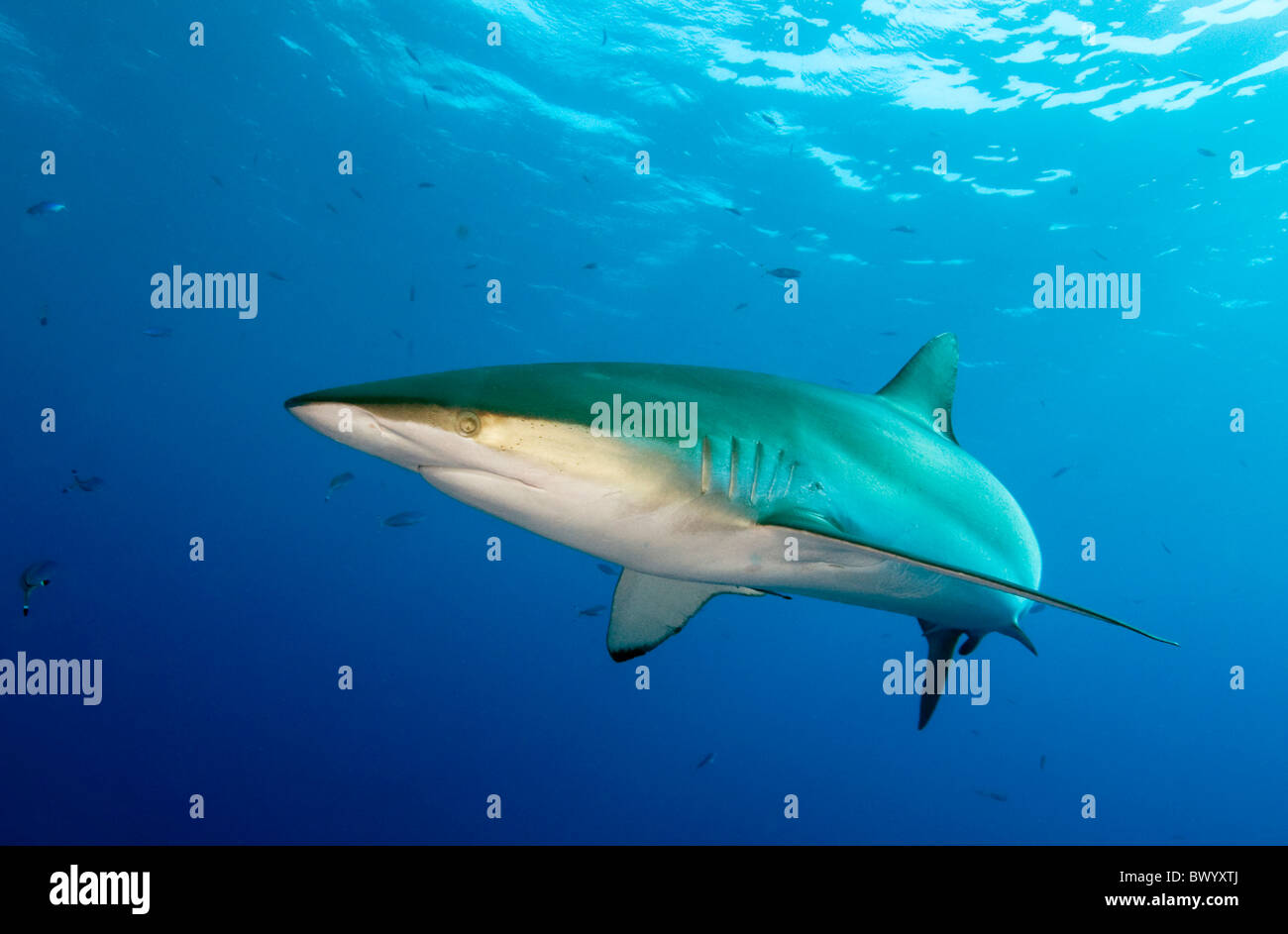 Silky-shark Carcharhinus-falciformis Stock Photo - Alamy