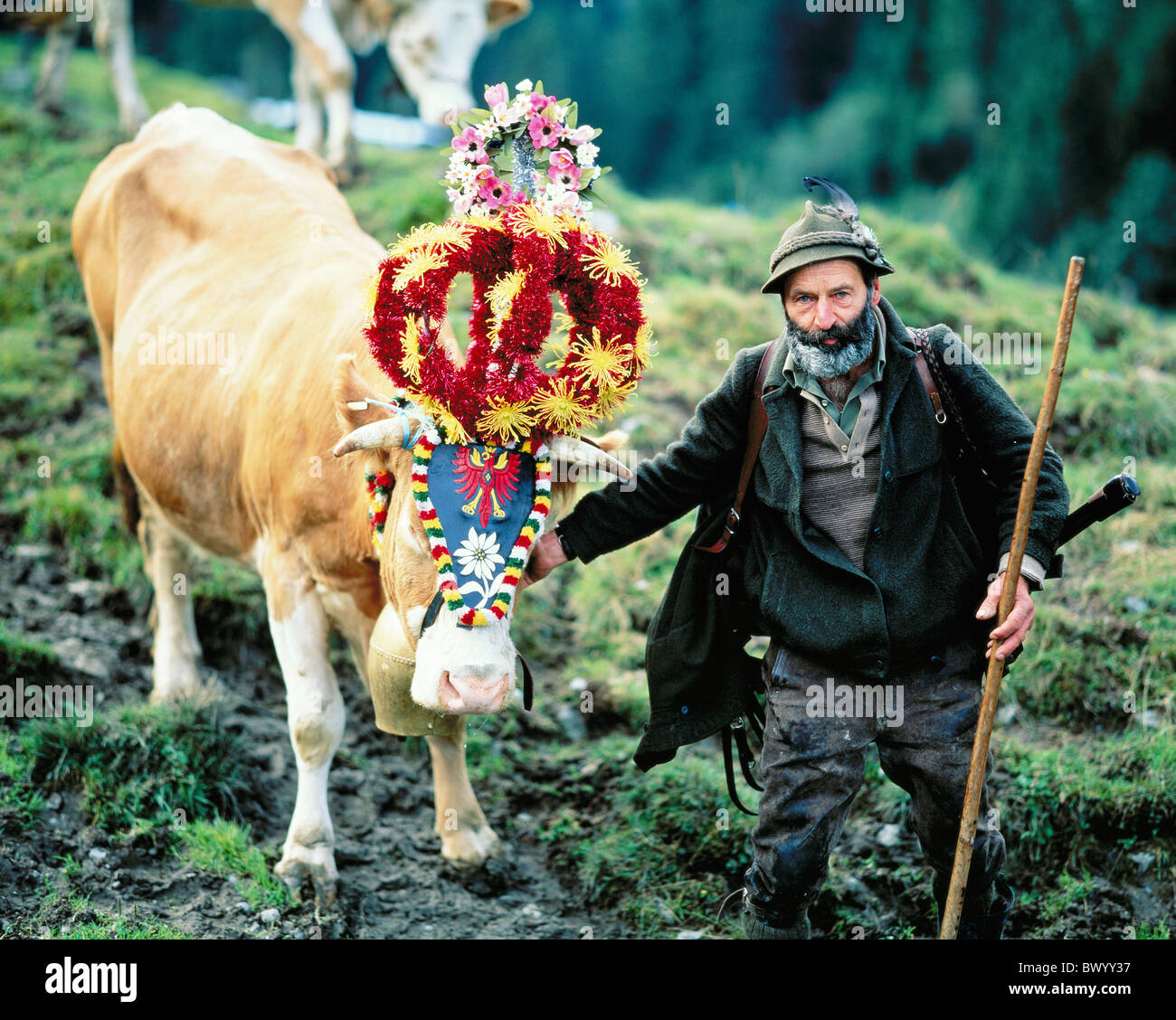 folklore Alps mountains tradition Almabtrieb alp desire cage floral ...