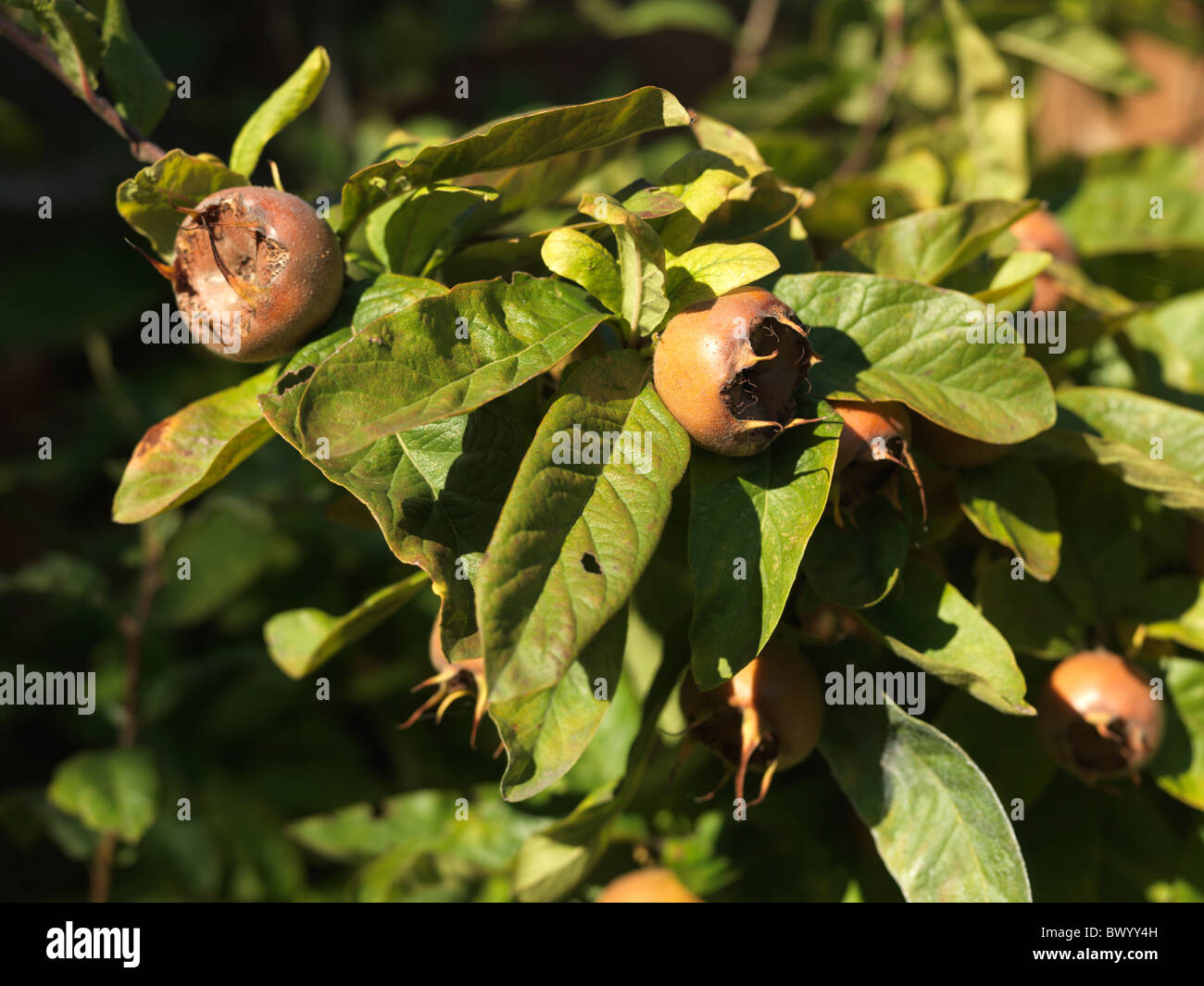 Medlar fruit hi-res stock photography and images - Alamy
