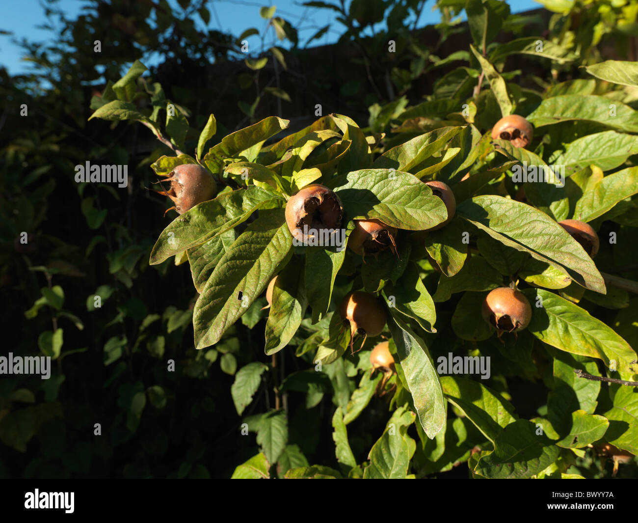 Medlar Fruit Growing On tree In A Garden England Stock Photo - Alamy