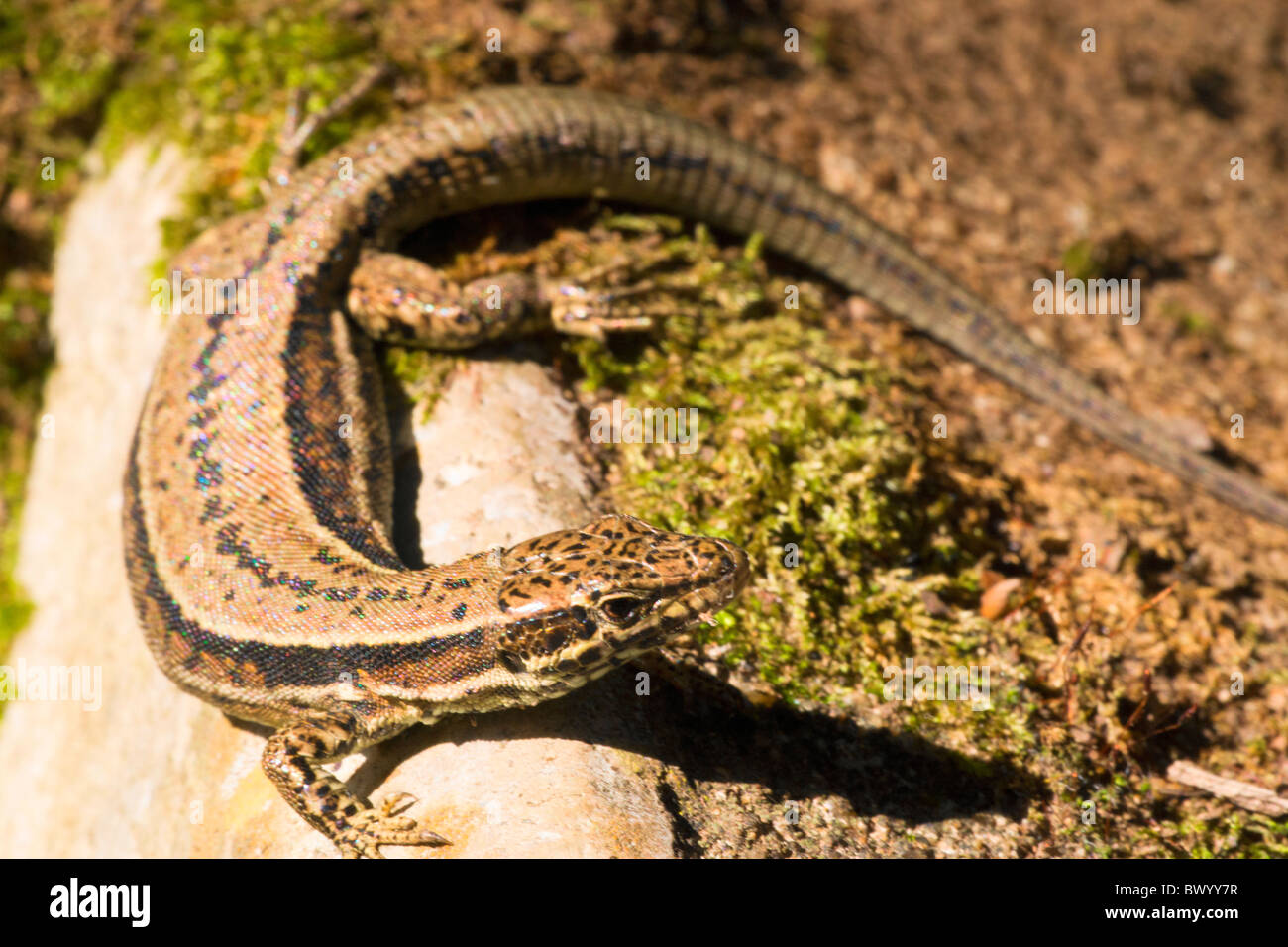 Lizard eating spider hi-res stock photography and images - Alamy