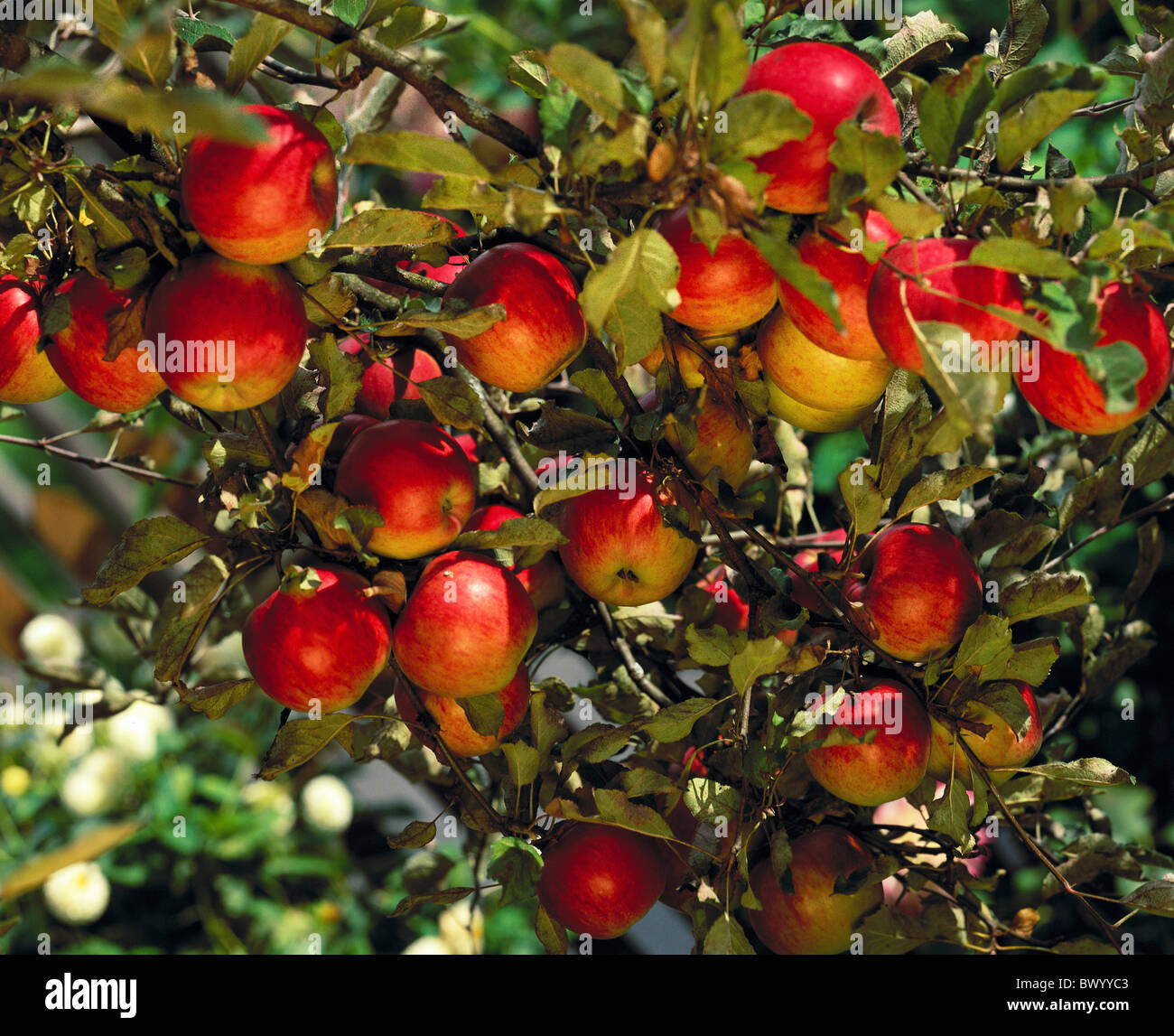 fruit apples red ripe tree cutting part fruits eat Food Stock Photo - Alamy