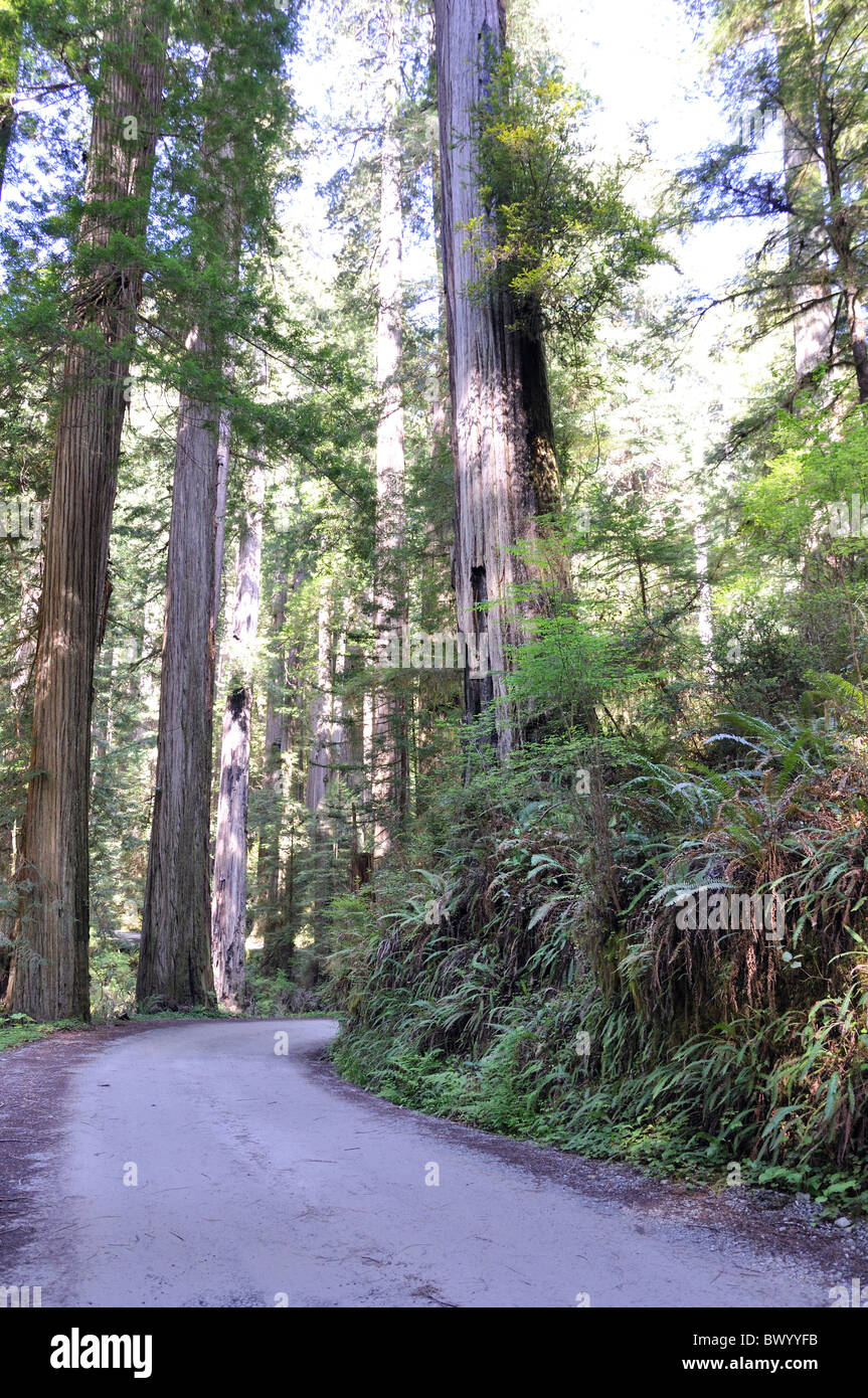 Redwoods National Park, California, USA Stock Photo - Alamy