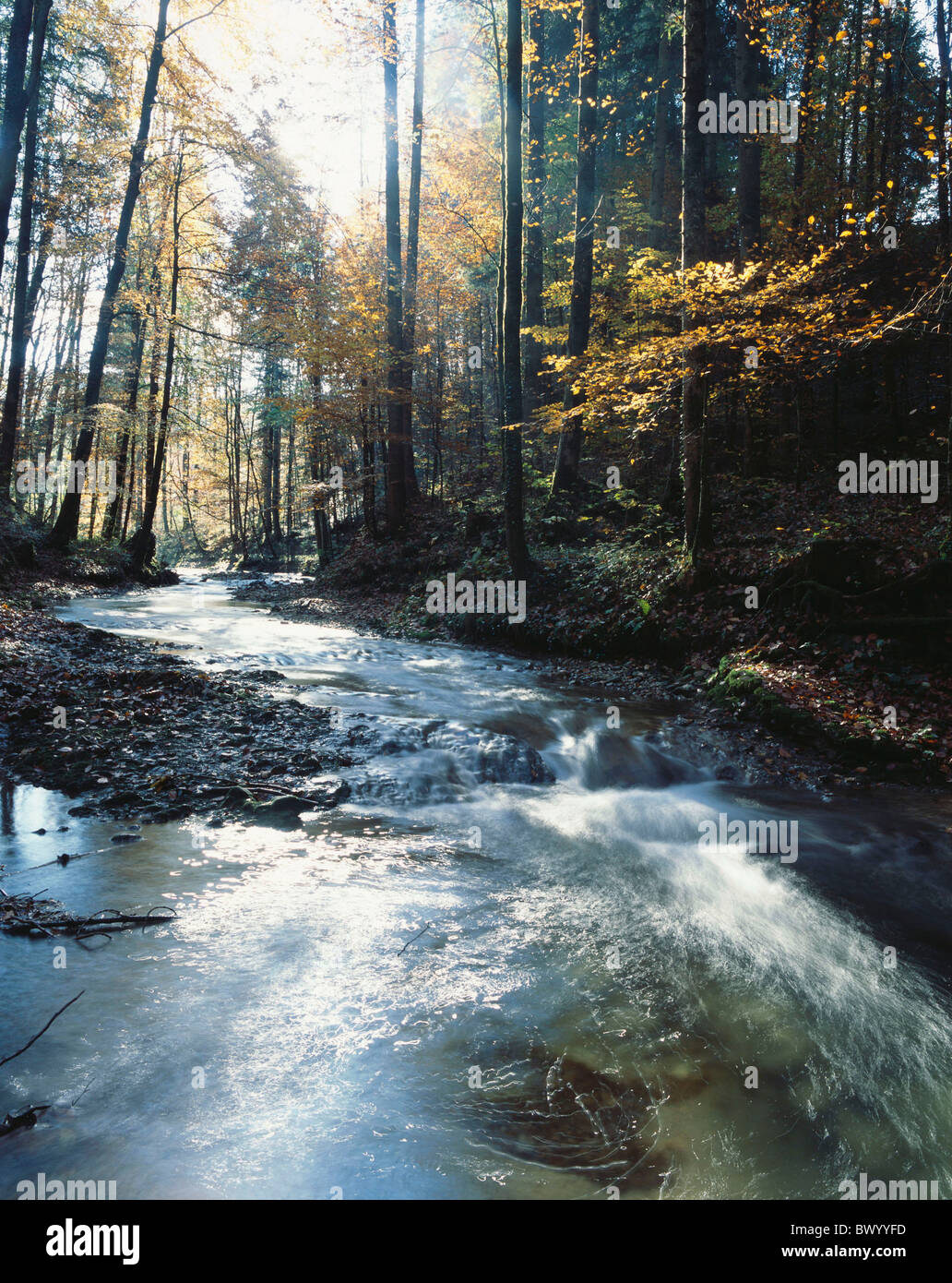 Creek brook autumn scenery nature sun wood forest water nature Stock ...
