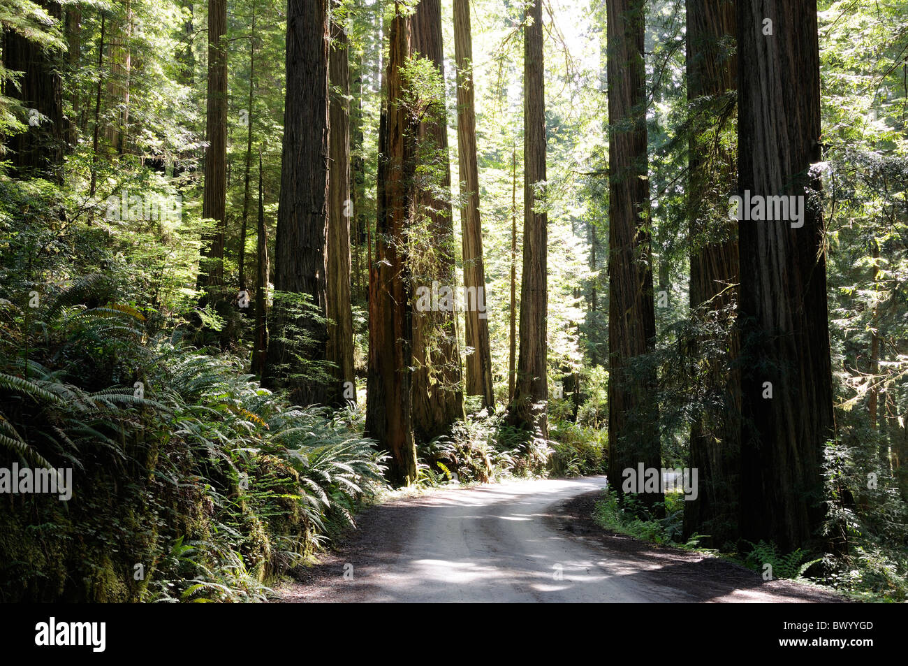 Redwoods National Park, California, USA Stock Photo - Alamy