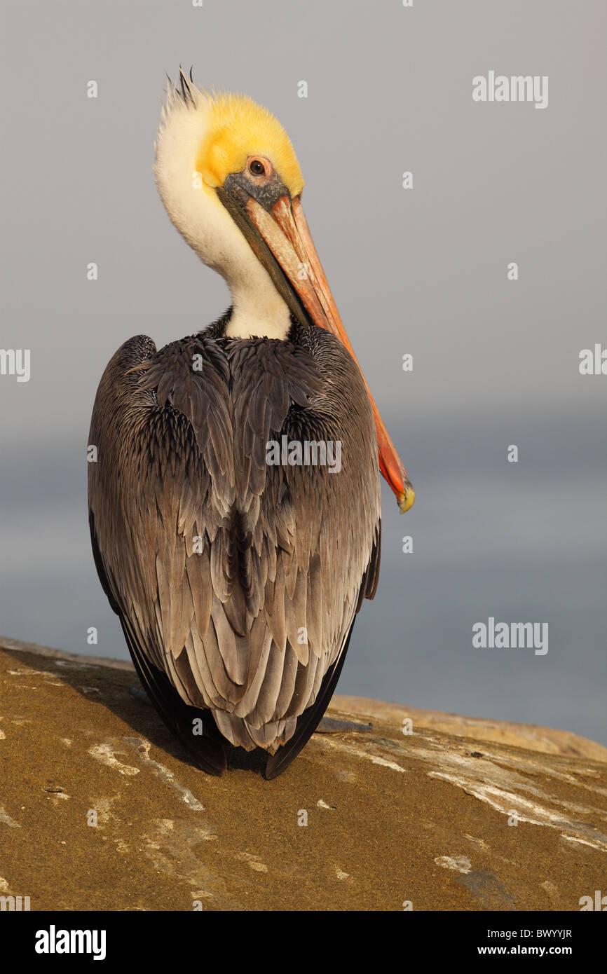 A Brown Pelican looking back over shoulder Stock Photo - Alamy