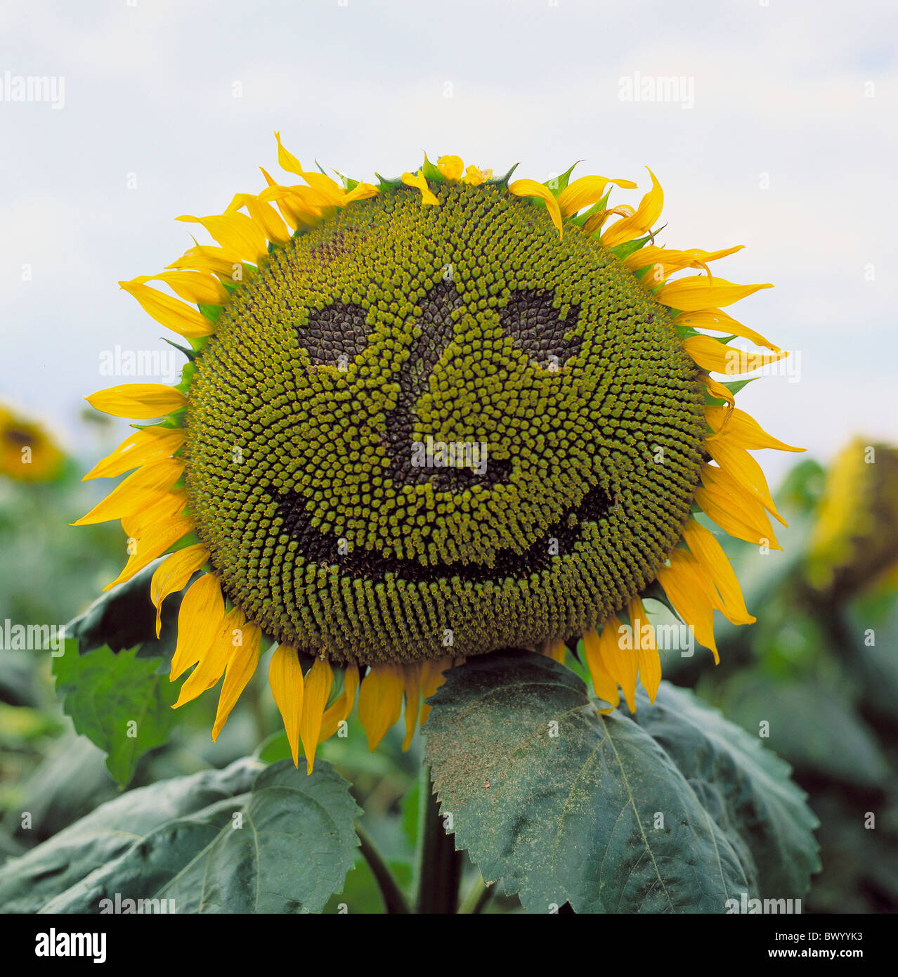 sunflower face cores picture symbol smile humor remote Stock Photo - Alamy