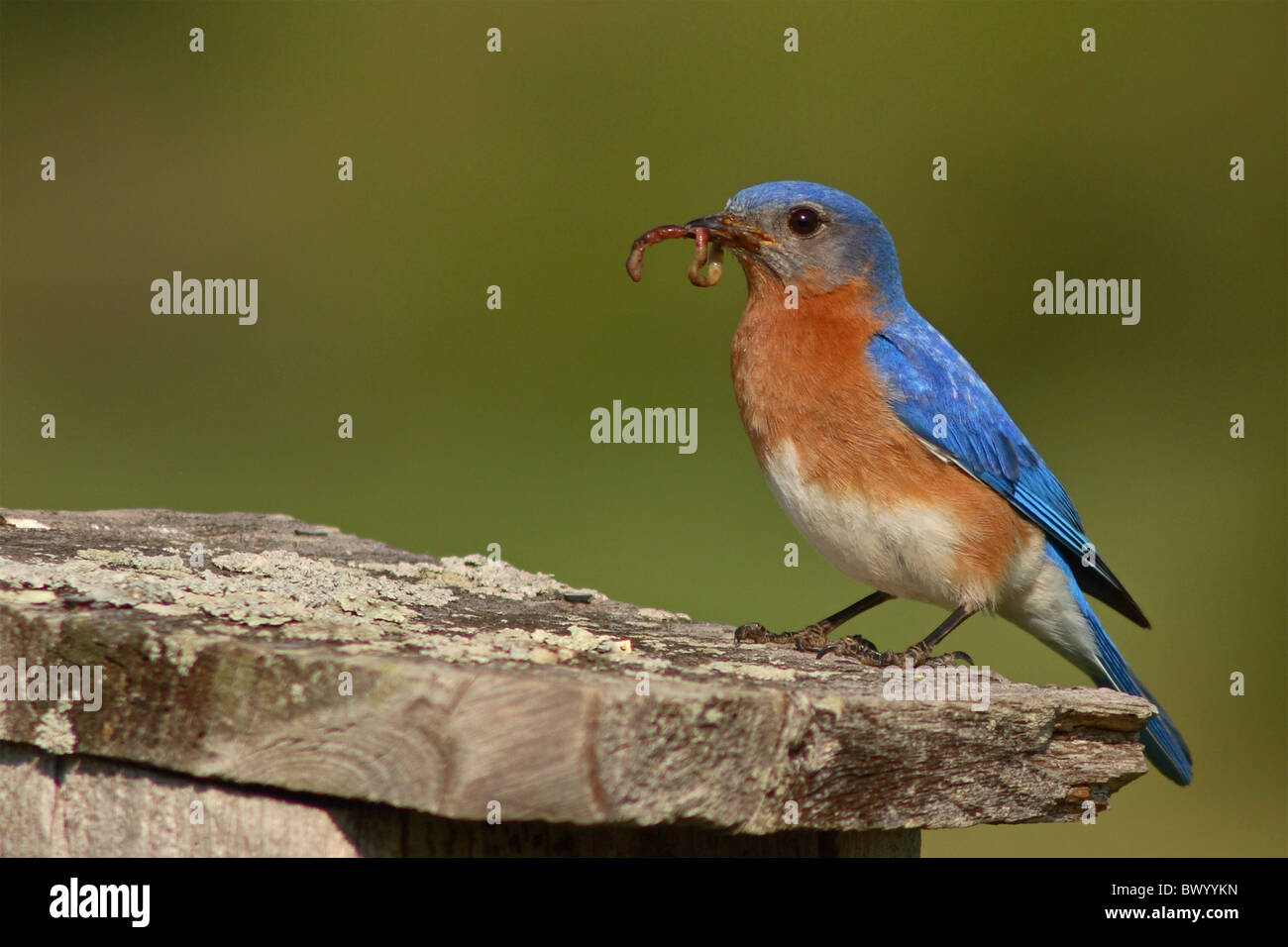 An Eastern Bluebird with a worm in its beak Stock Photo - Alamy
