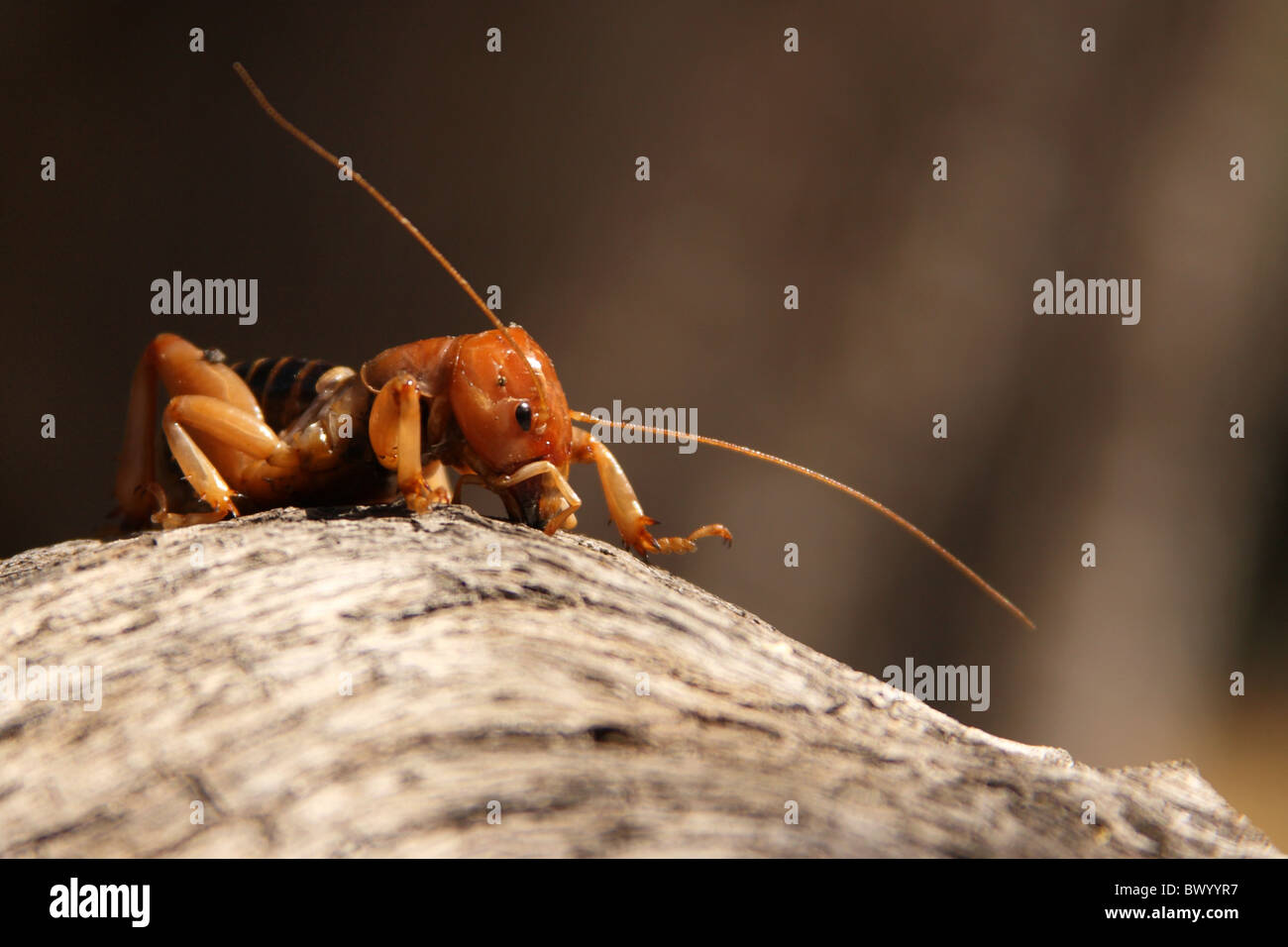 Cricket insect cute hi-res stock photography and images - Alamy