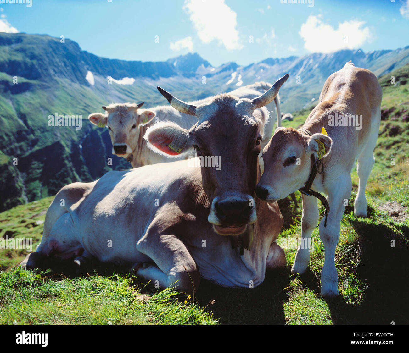 alp Alps mountains brown cattle young young animal beast calf cow ...