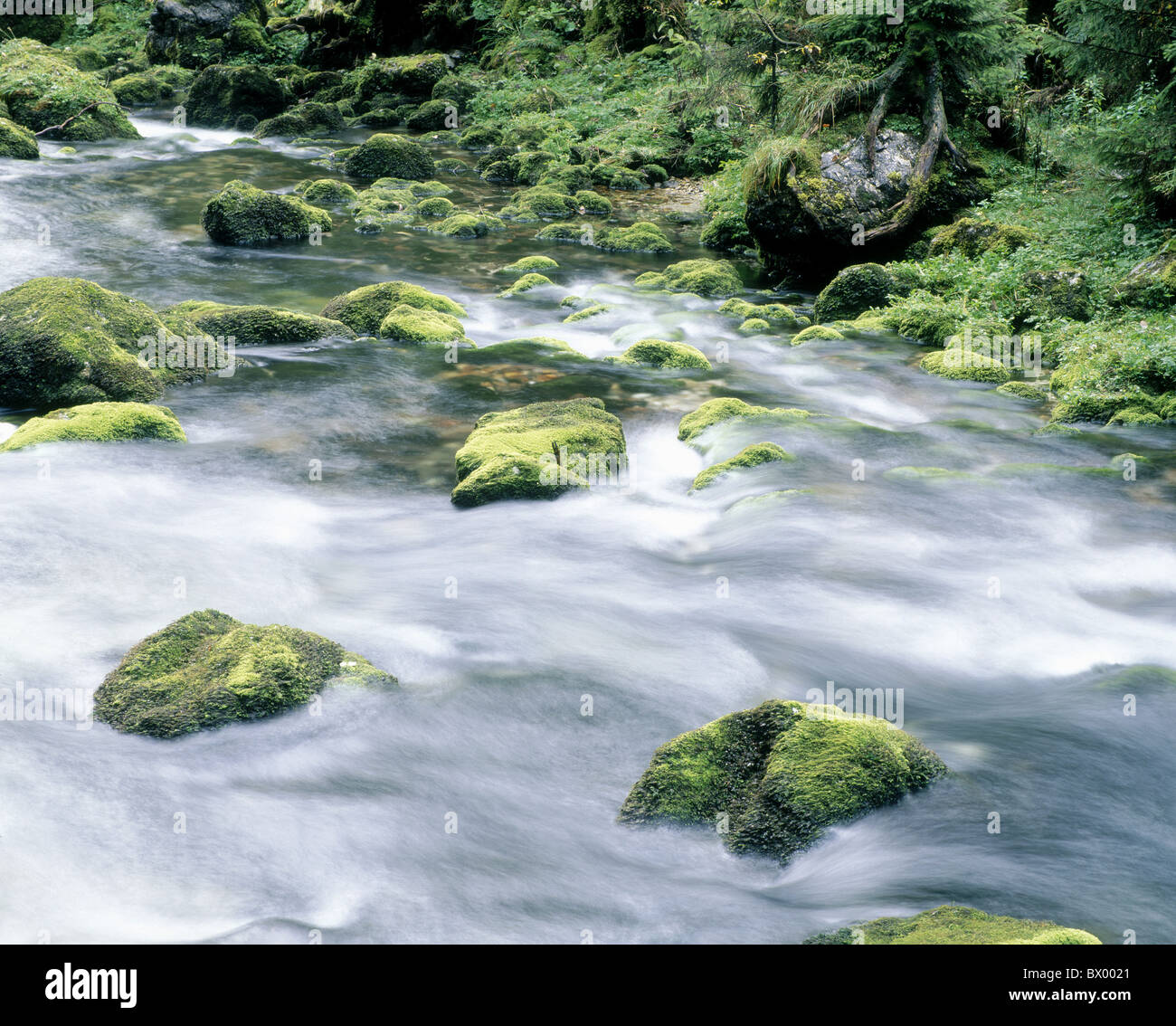 Creek brook stones moss shore nature water green Stock Photo - Alamy