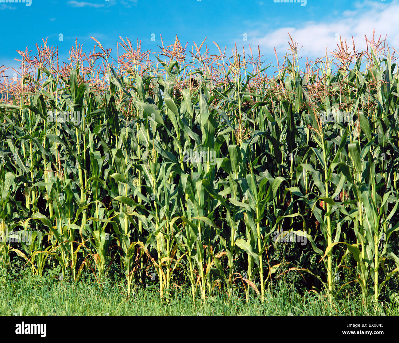maize corn corn field useful plants field agriculture food feeding ...