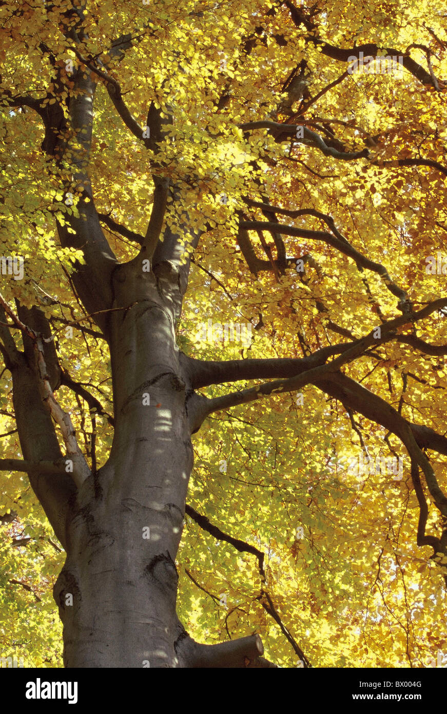 Autumn beech branches copper beech knots leaves nature overview tree ...