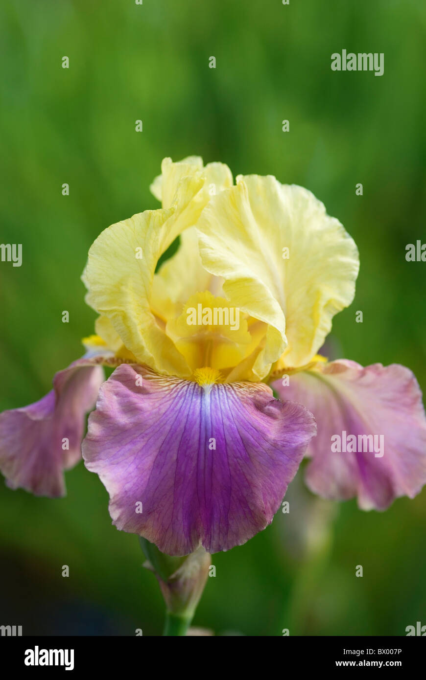 Bearded iris hi-res stock photography and images - Alamy