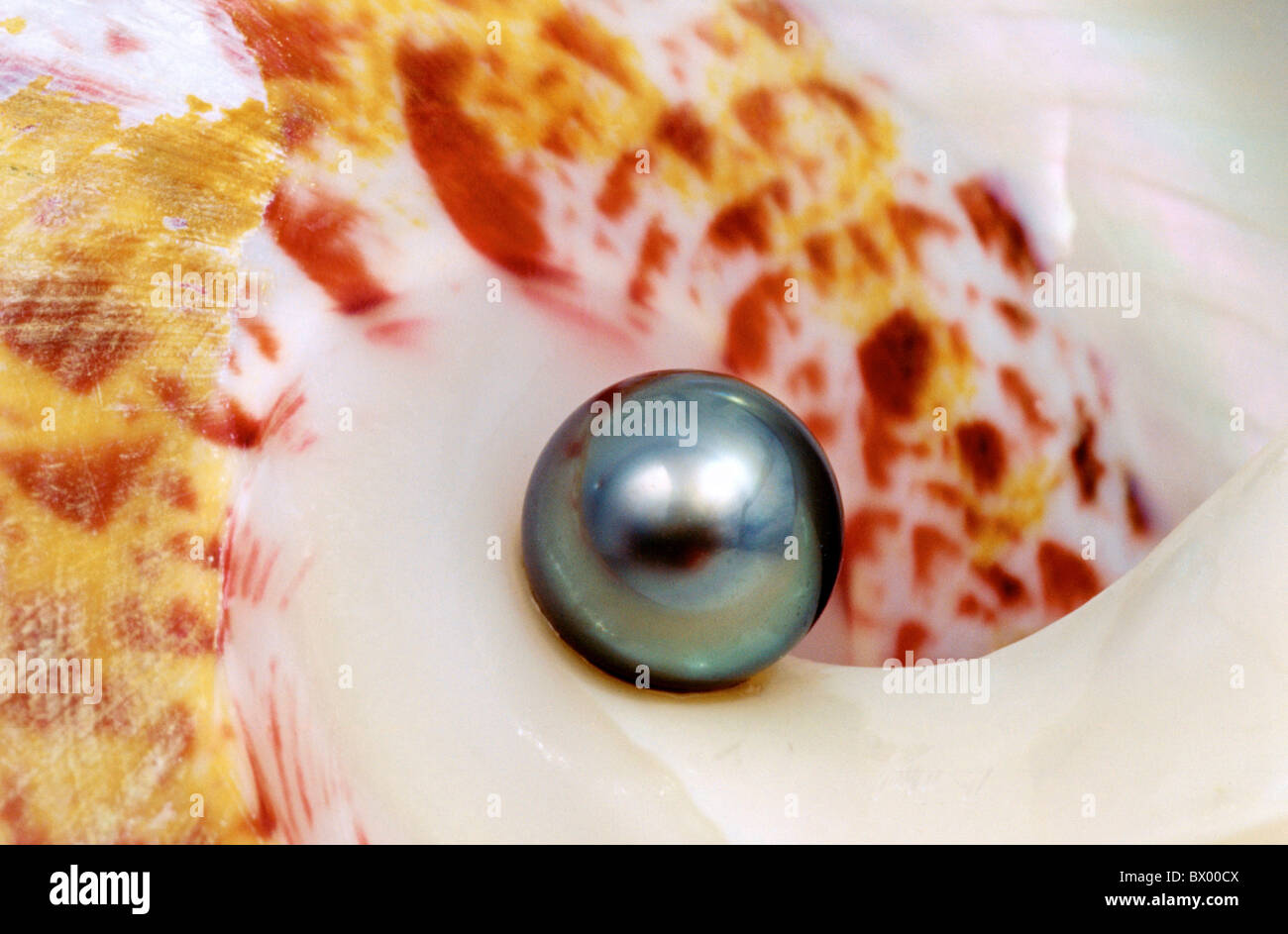 mussel French Polynesia pearl products jewellery black Tuamotu Pacific ...