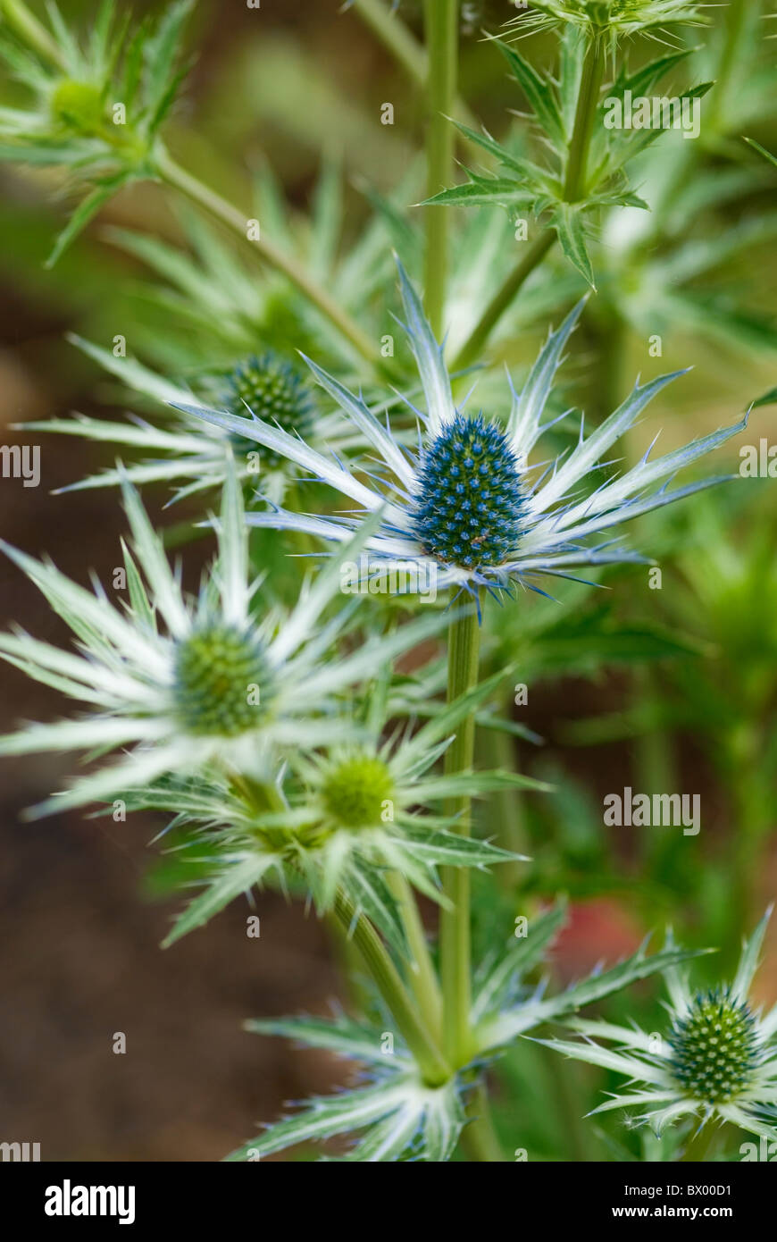 ERYNGIUM X ZABELII JOS EIJKING Stock Photo - Alamy