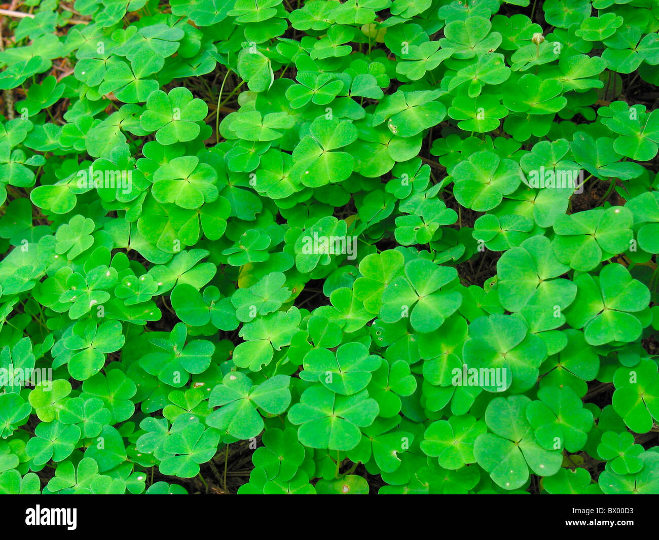 Clover green leaves plants luck symbol Stock Photo - Alamy