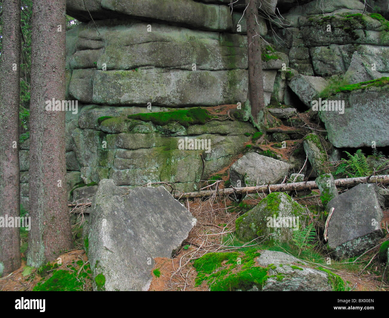 moss nature Rocks stones trees wood Stock Photo - Alamy