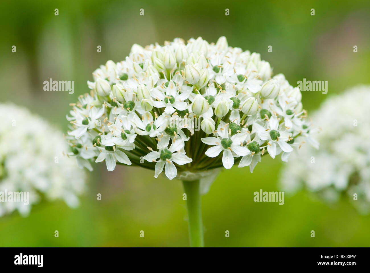 ALLIUM GIGANTEUM WHITE GIANT Stock Photo - Alamy