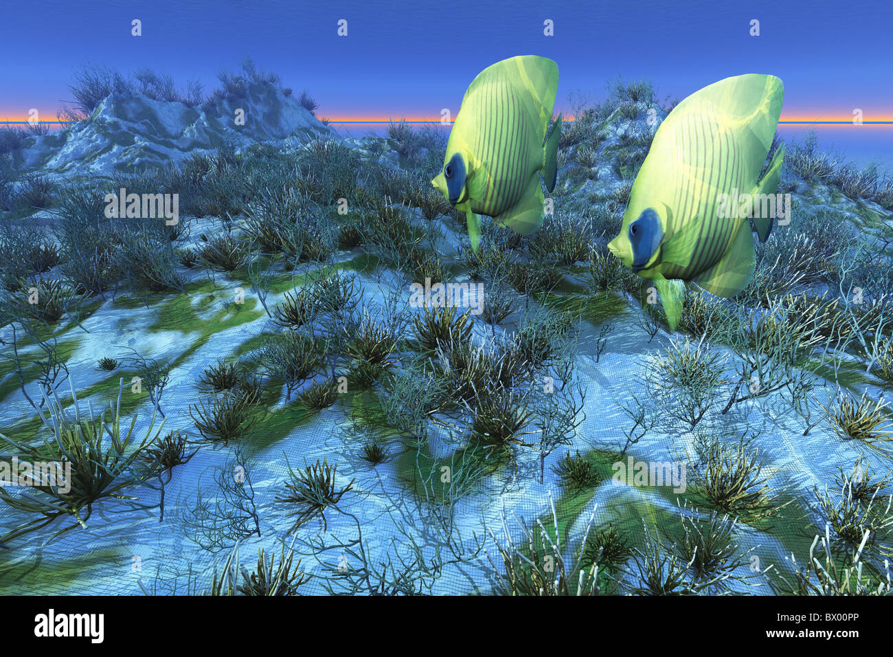 TANGO FOR TWO - Two butterfly fish swim together over an ocean reef ...