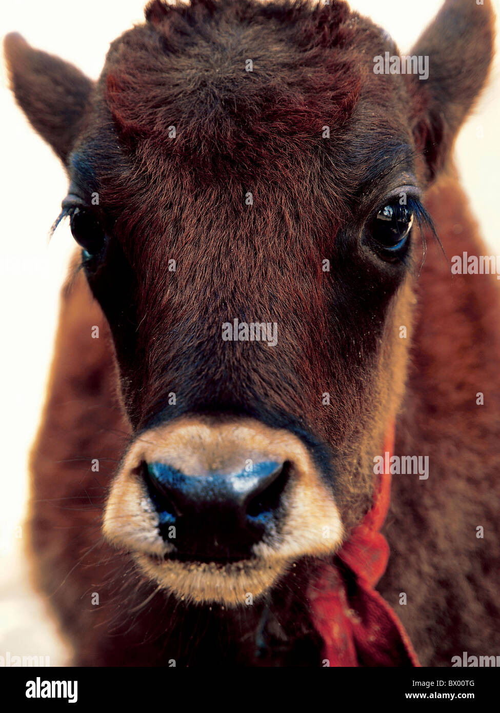 Calf eyes hi-res stock photography and images - Alamy