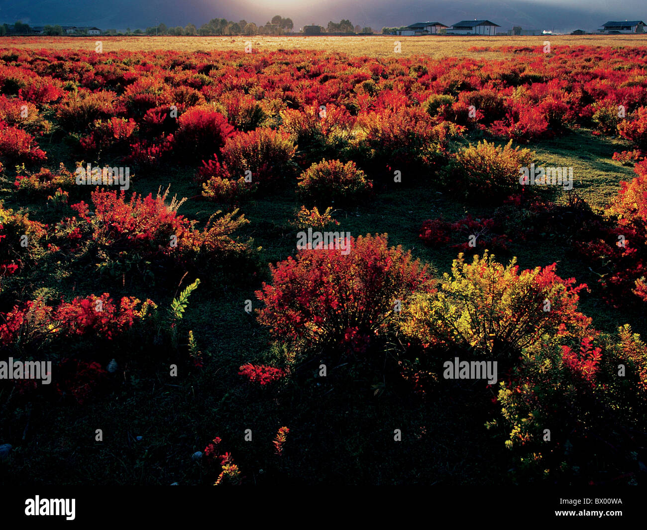 Stellera chamaejasme, Shangri-la, DiQing Tibetan Autonomous Prefecture ...