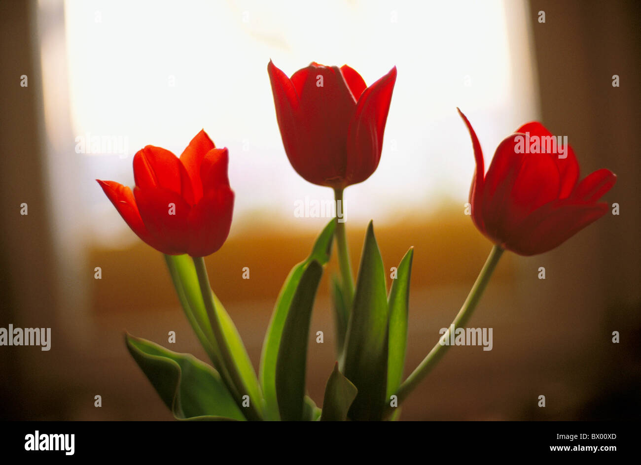 Back of tulip hi-res stock photography and images - Alamy