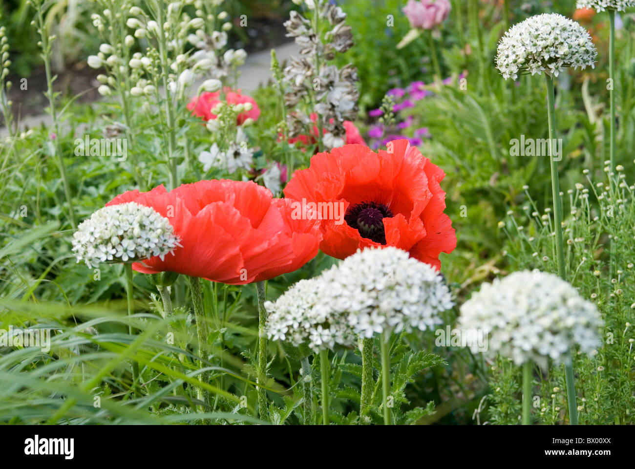 Mixed border hi-res stock photography and images - Alamy