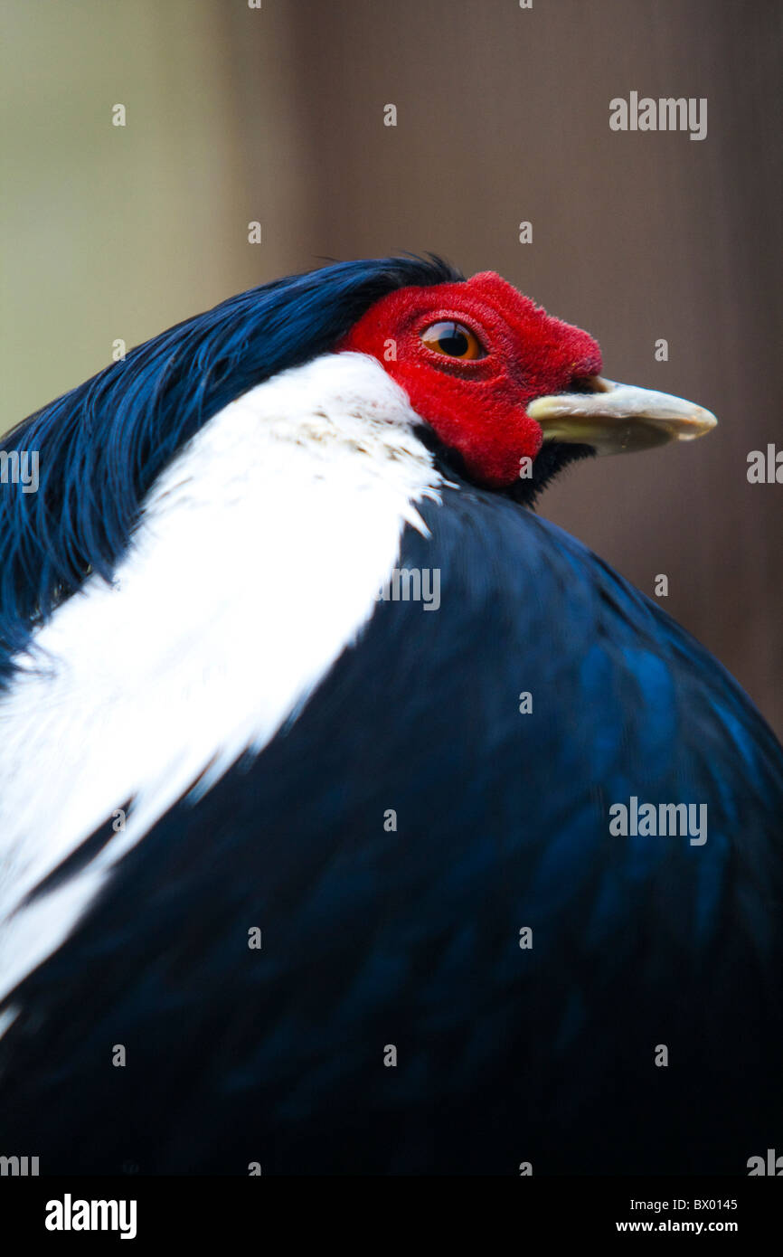 Swinhoes Stock Photos & Swinhoes Stock Images - Alamy