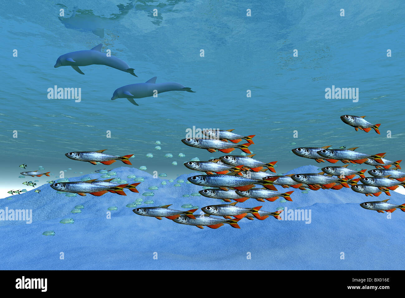 WILD OCEAN - Schools of fish swim in the blue ocean Stock Photo - Alamy