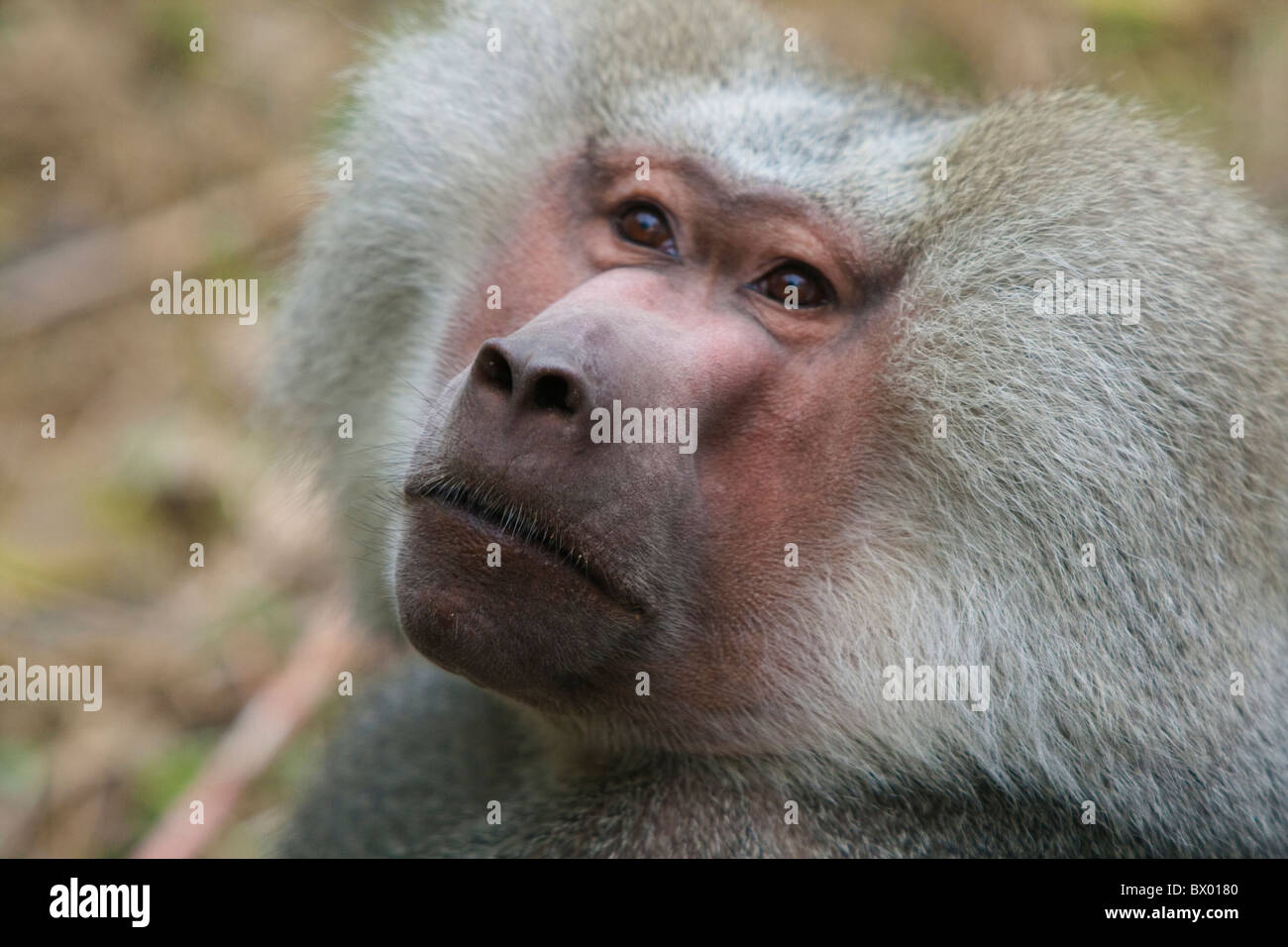 Hamadryas Baboon in the Beijing Zoo, Beijing, China Stock Photo - Alamy