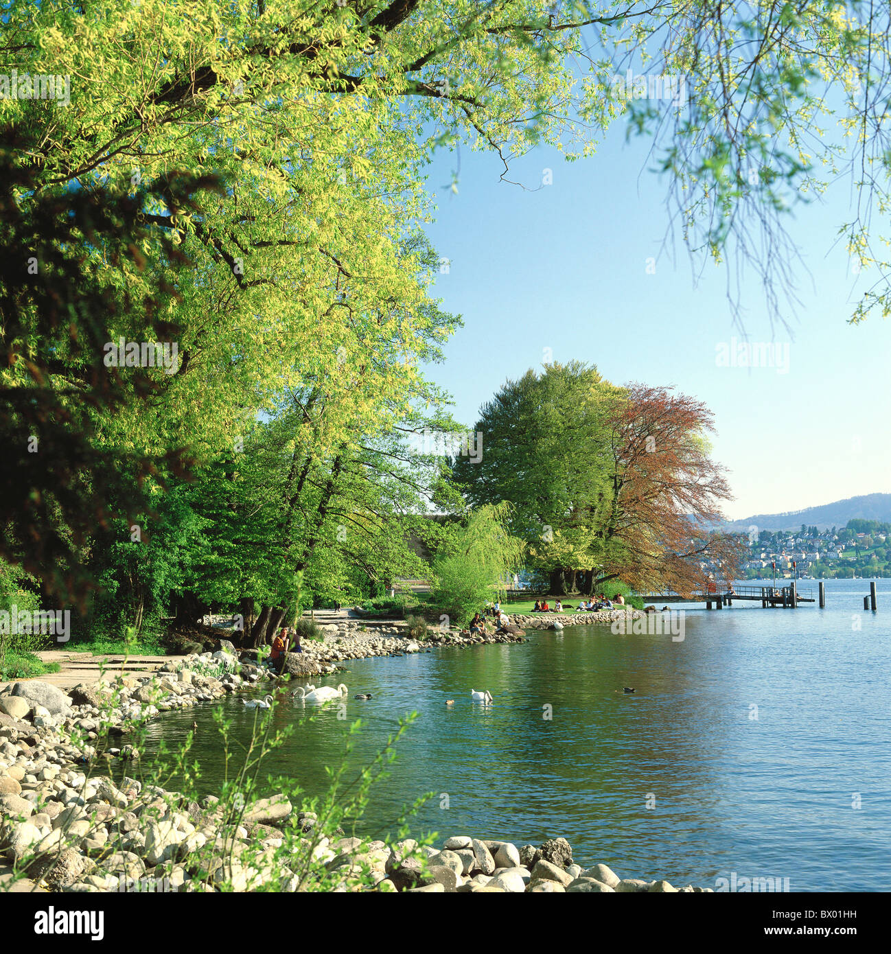 person pedestrian passerby swans Switzerland Europe lake sea town city ...