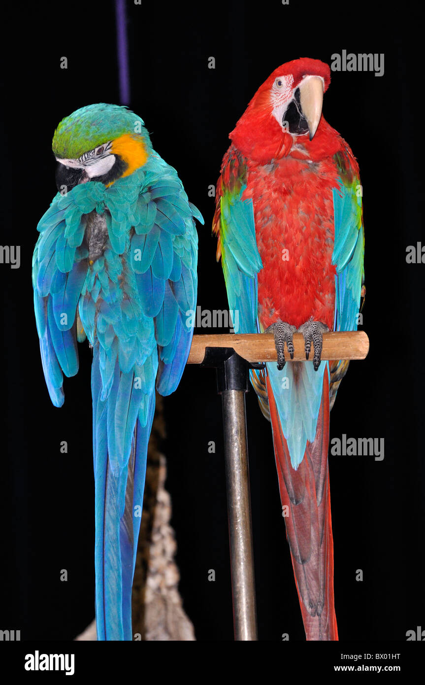 Parrots show hi-res stock photography and images - Alamy