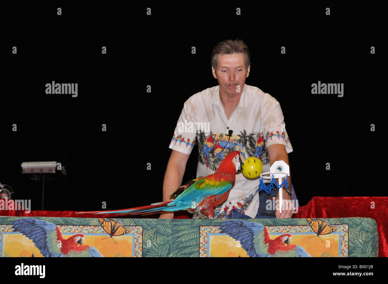 Animal show with trained birds Stock Photo - Alamy