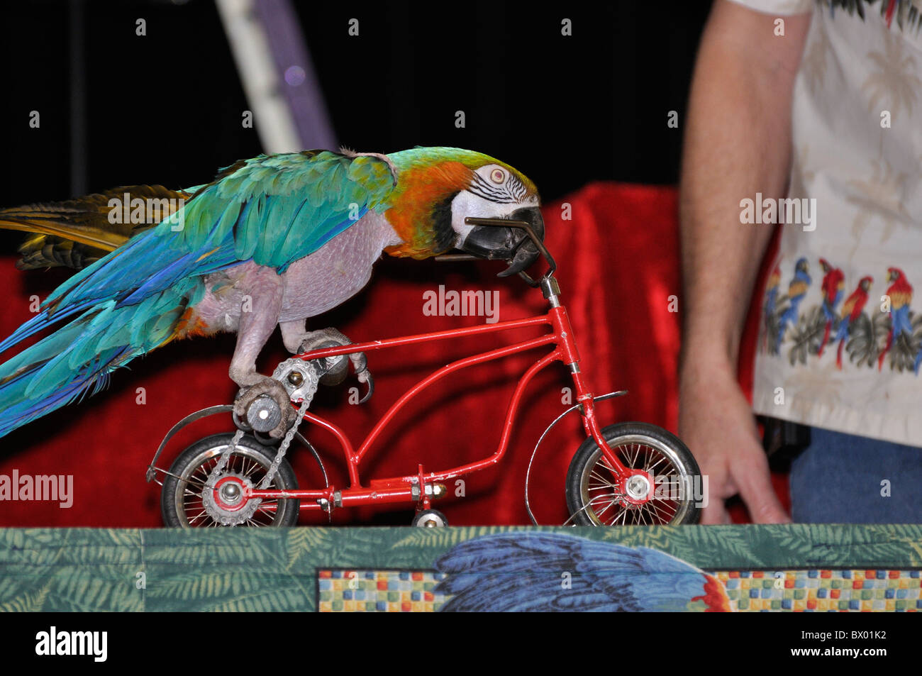 Animal show with trained birds Stock Photo - Alamy