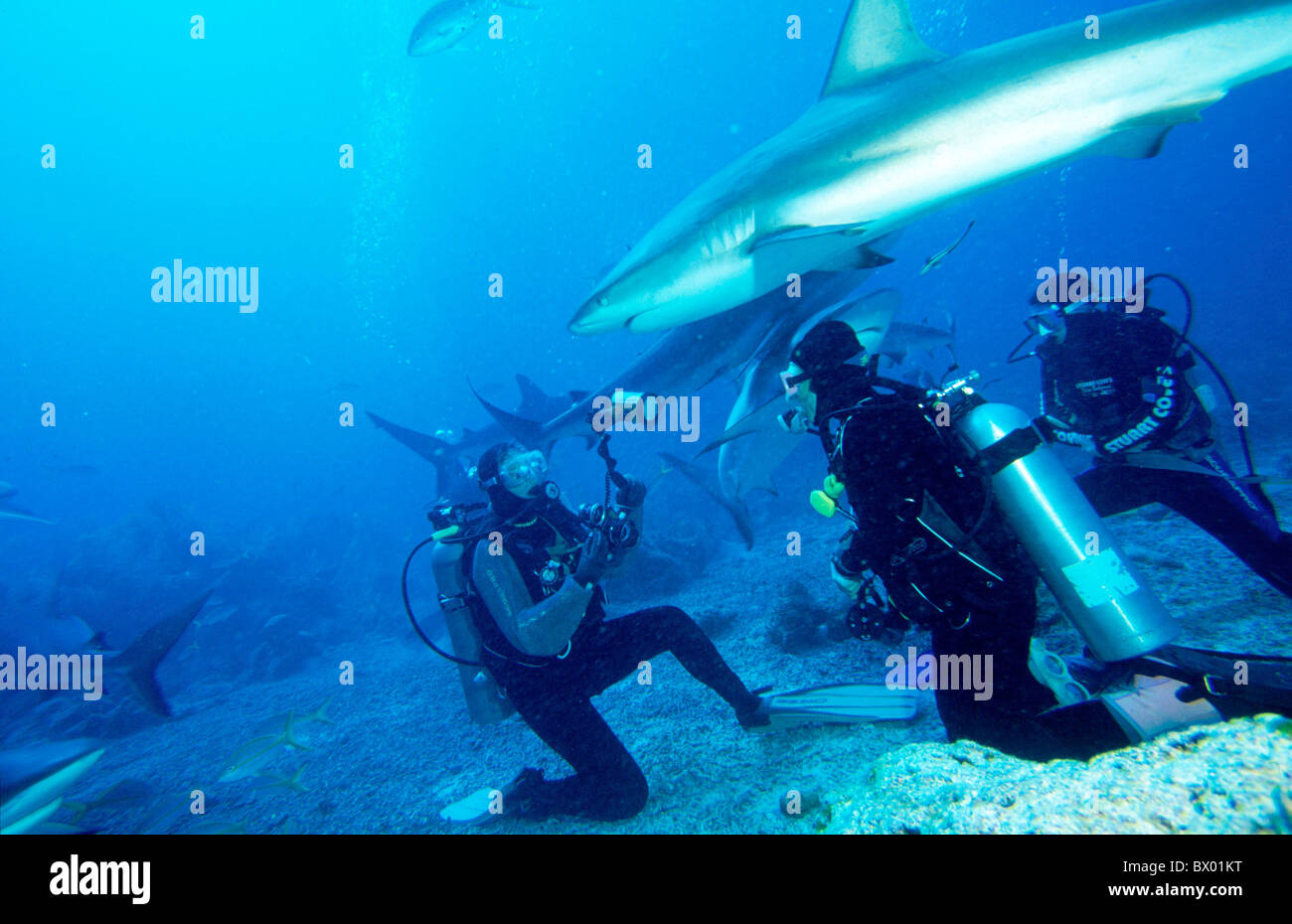 Bahamas Caribbean feeding lining group shark sharks diving diver ...