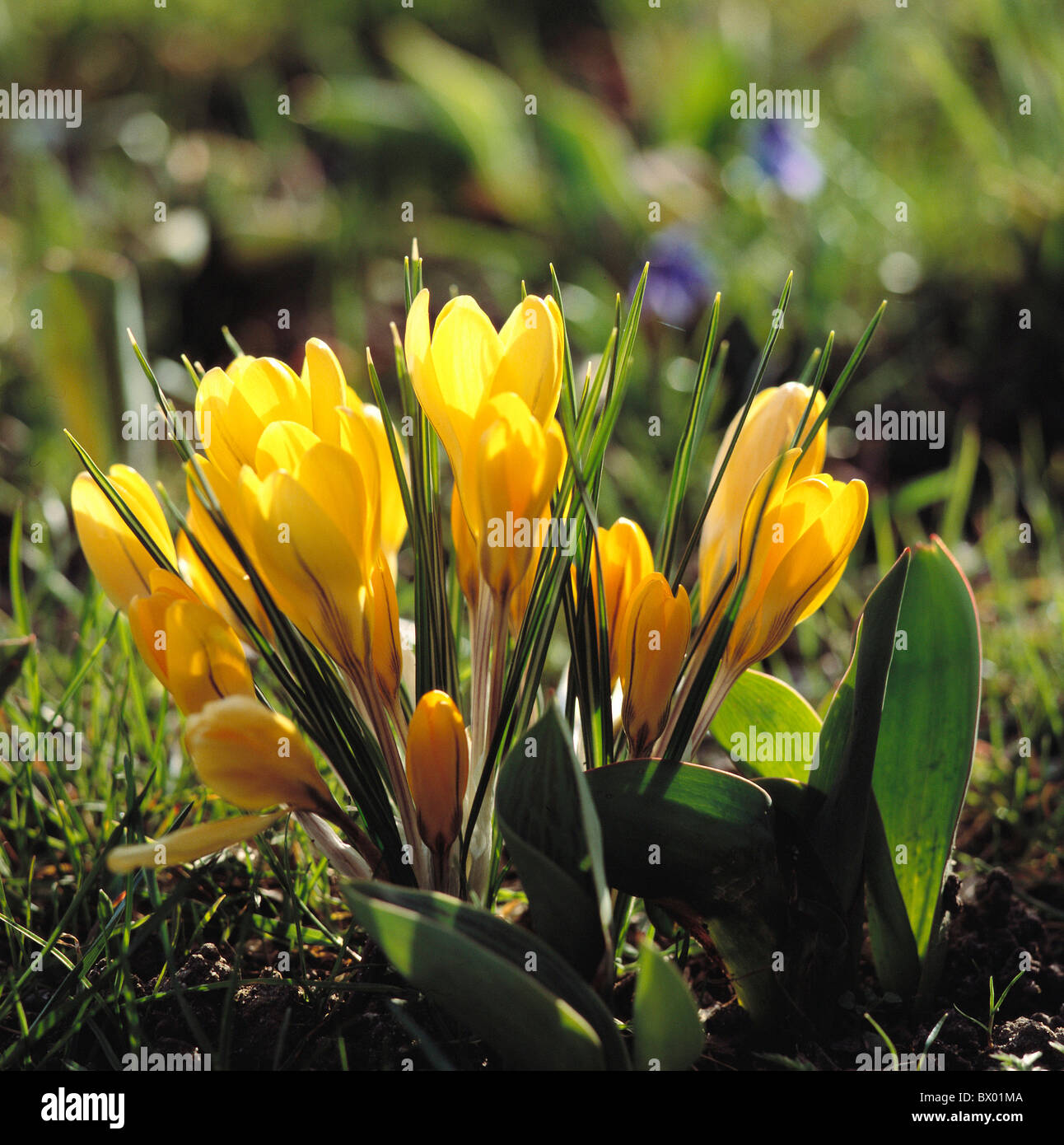 flowers blossoms flourishes spring yellow crocus Stock Photo - Alamy