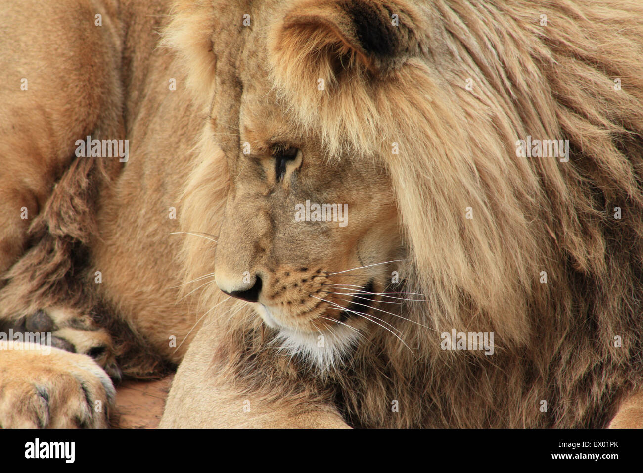 Handsome lions hi-res stock photography and images - Alamy