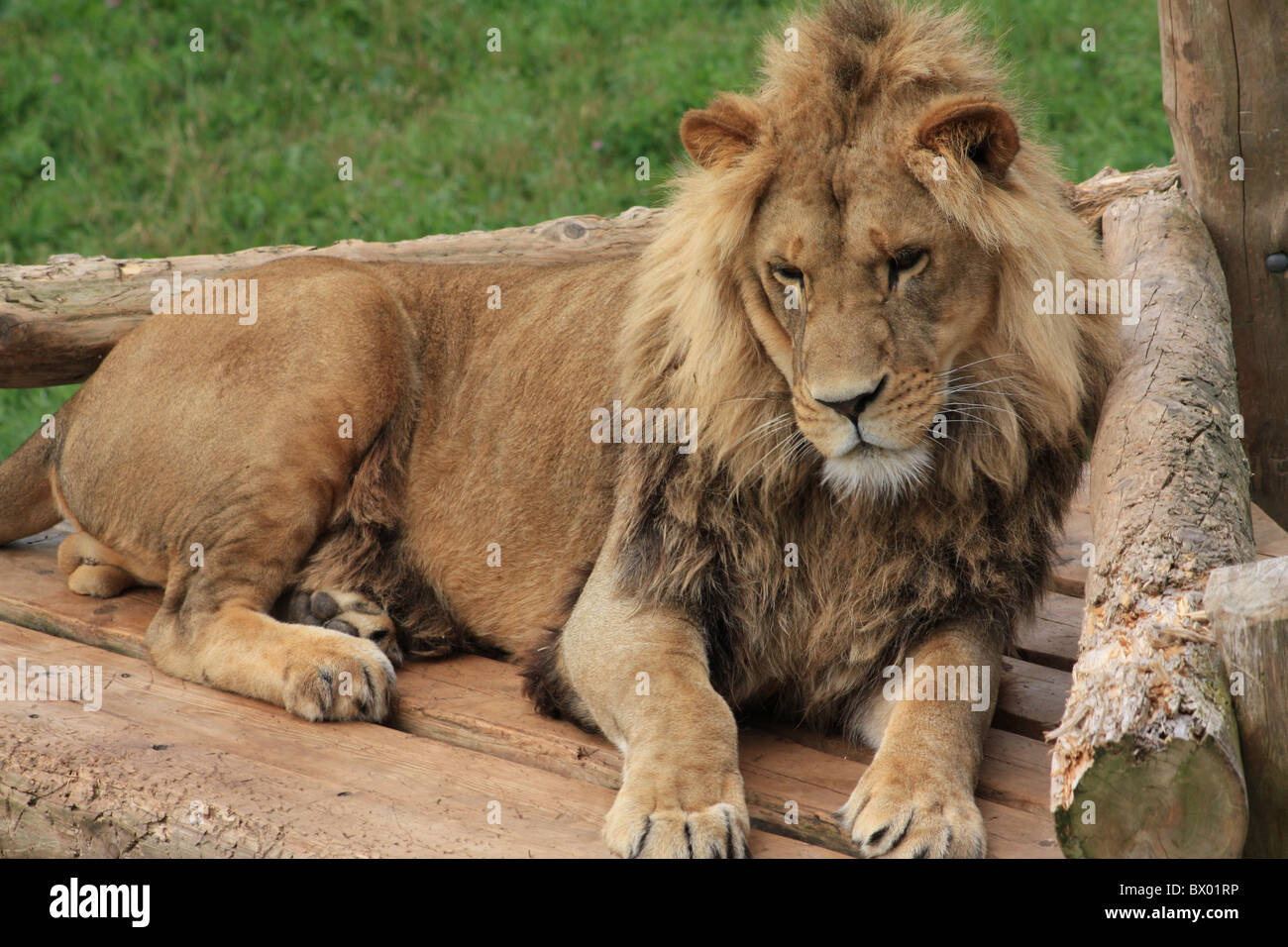 Handsome lions hi-res stock photography and images - Alamy
