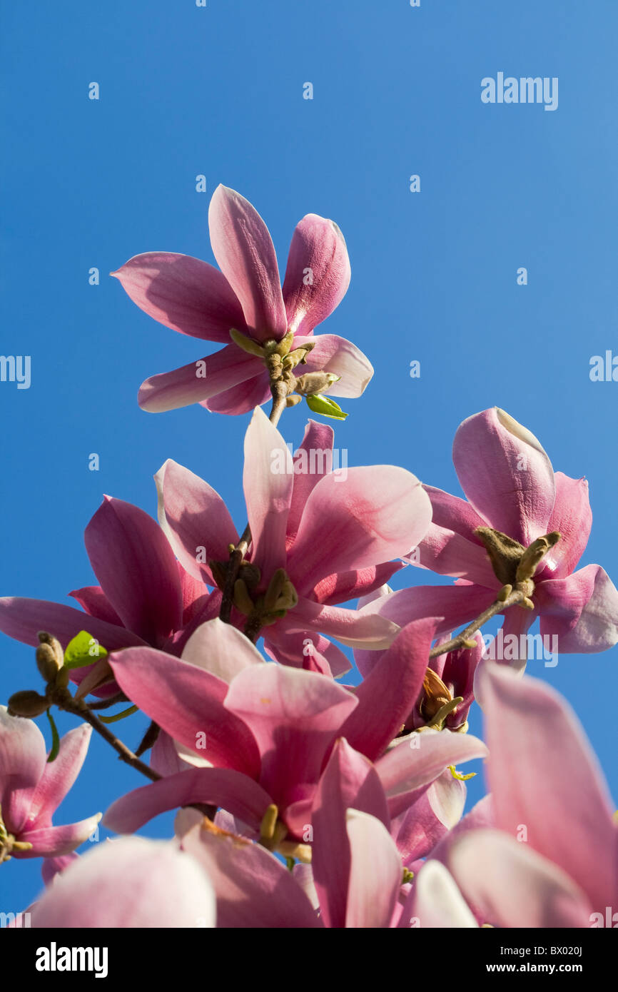 Blooming purple Magnolia in spring, Beijing, China Stock Photo - Alamy