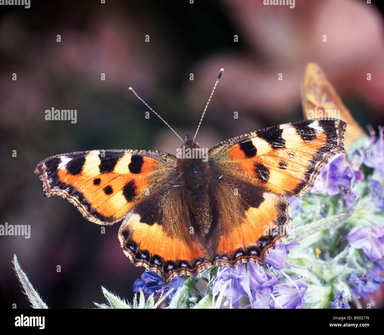 Aglais urticae blossoms flourishes small little fox butterfly insects ...