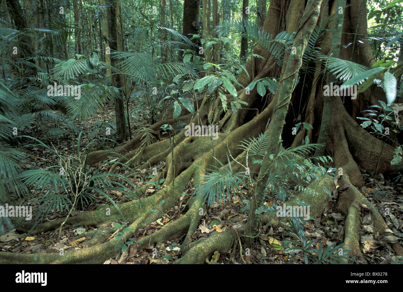 at Henrietta Creek Australia Palmerston national park Queensland Wet ...