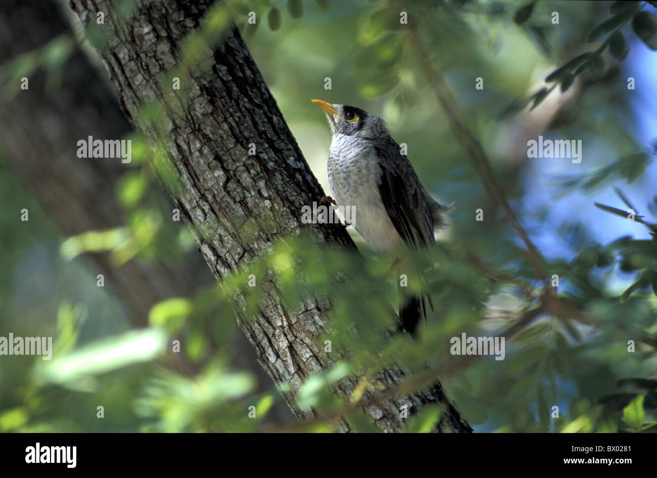 Australia Manorina melanocephala Noisy Miner animal bird Stock Photo ...